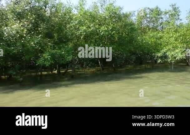 Tropical mangrove ecosystem along a calm coastal river in Bangladesh ...