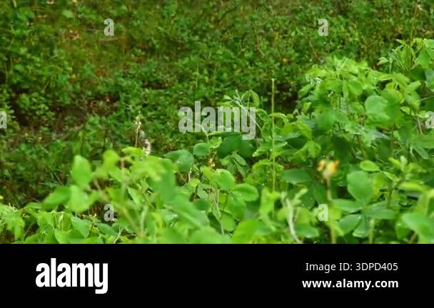 Wild snake raising its head among dense green vegetation in natural ...