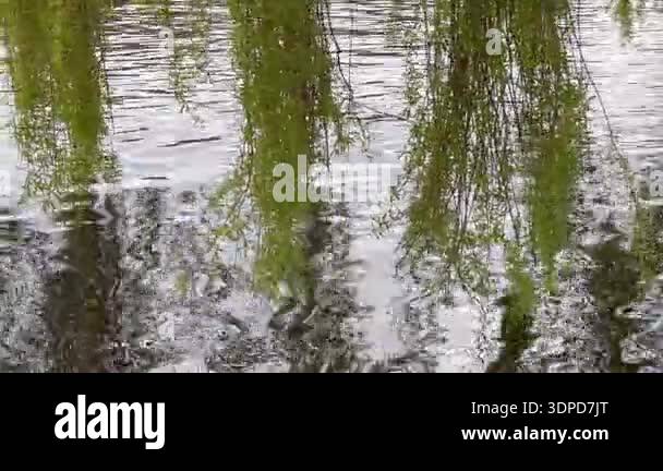 Reflection of weeping willow branches with green leaves on the river ...