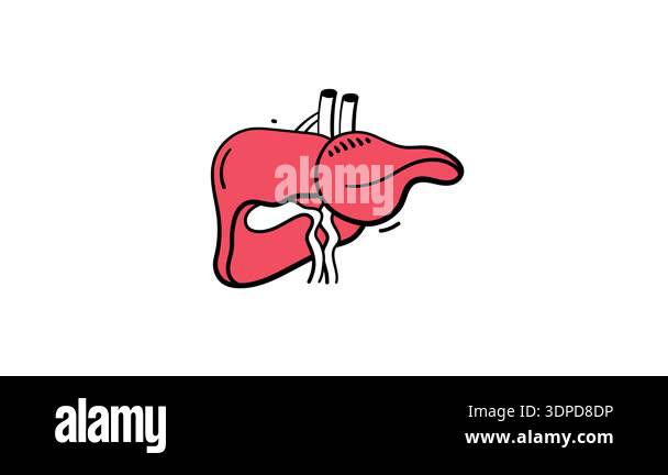 Hand drawn liver animated icon, human anatomy, liver health, and ...