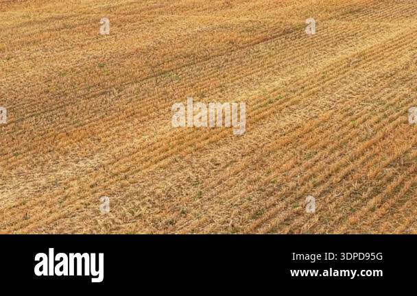 Field stubble after harvest covering rural farmland. Wheat straw ...