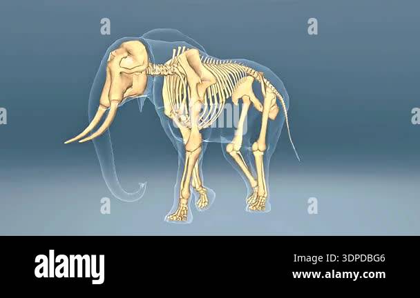 3d animation of African elephant skeleton showing skull, tusks, rib ...