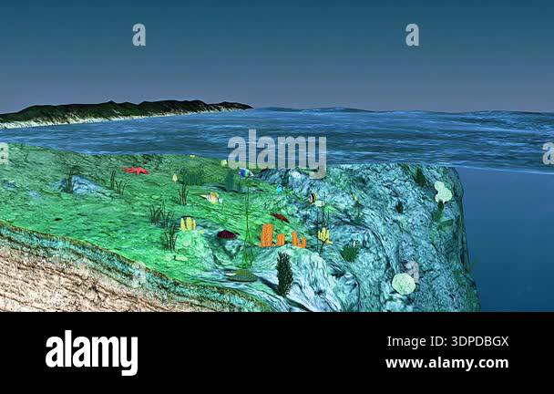 3d animation of marine organisms in coastal zone showing fish, corals ...