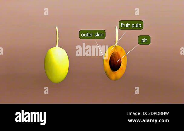 3d animation of olive tree unripe fruit anatomy showing outer skin ...
