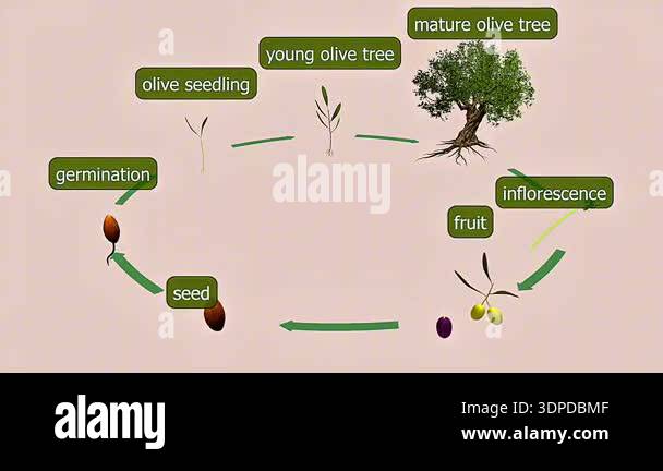 3d animation of olive tree life cycle showing seed germination, sapling ...