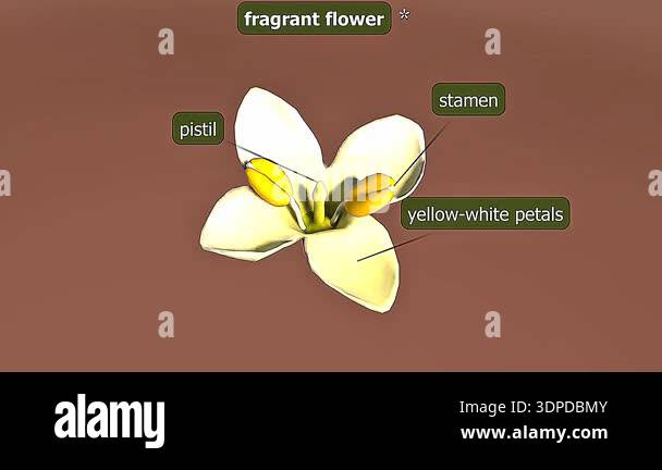 3d animation of olive tree flower anatomy showing petals, stamens ...