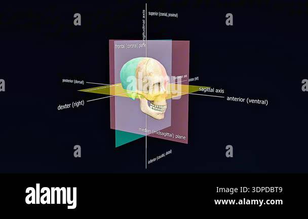 Transverse orientation Stock Videos & Footage - HD and 4K Video Clips ...