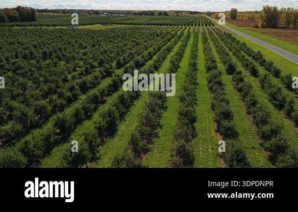 Aerial view of apple orchard with long green rows of trees, rural ...
