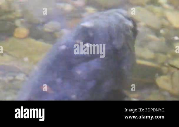 Mating season bream fish drifts underwater serene spring lake ...