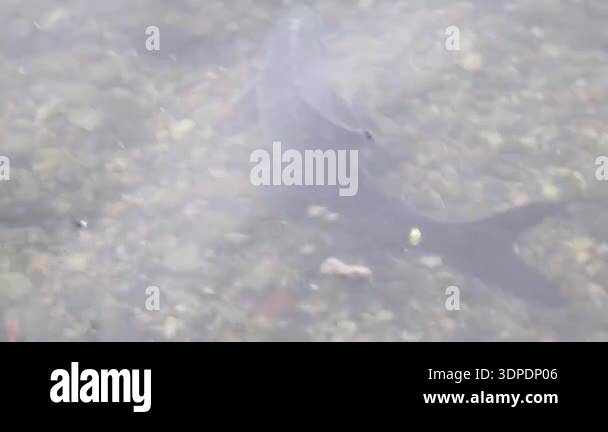 Mating season bream fish drifts underwater serene spring lake ...