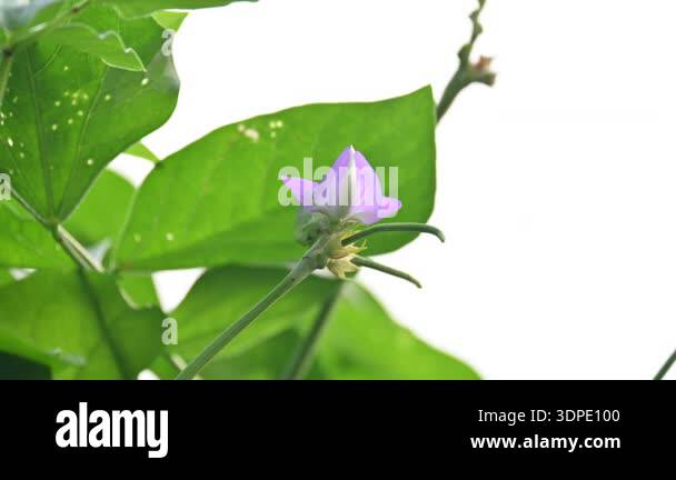 Cowpea or Vigna unguiculata flower. It is an annual herbaceous legume ...