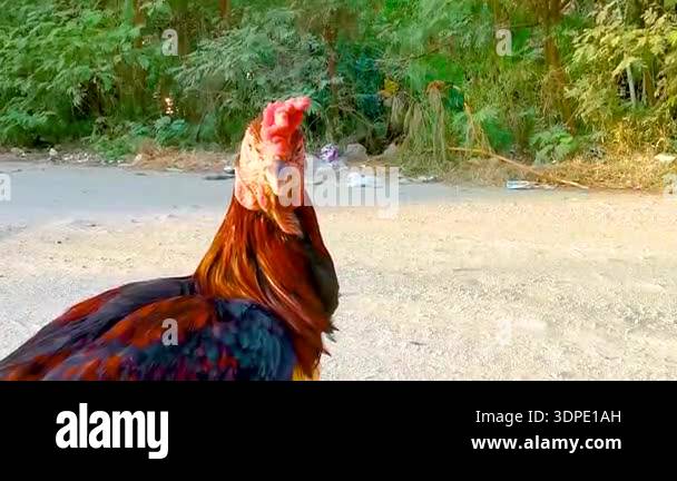 Chicken rooster animal bird looking looks funny fun crazy strange into ...