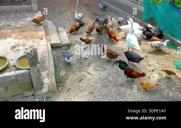 Helmeted guinea fowl chicken rooster duck ducks goose geese bird birds ...