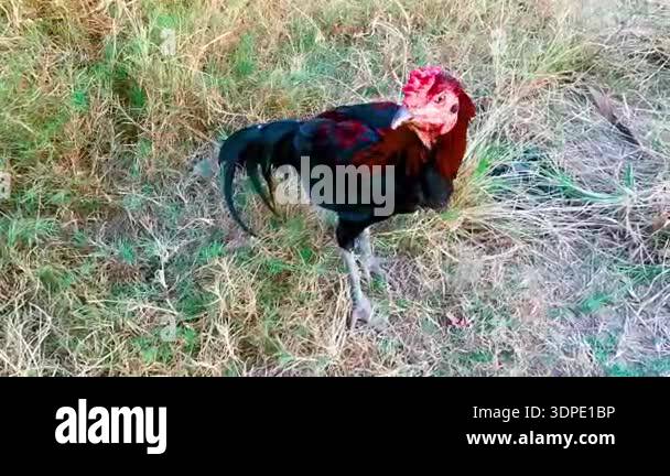 Chicken rooster animal bird looking looks funny fun crazy strange into ...