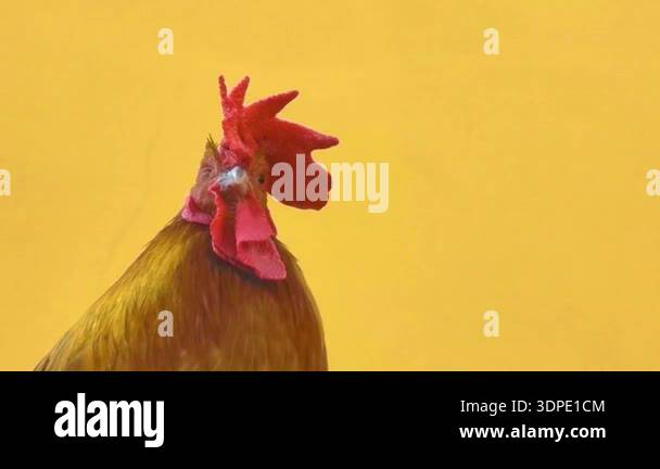 Chicken rooster animal bird looking looks funny fun crazy strange into ...