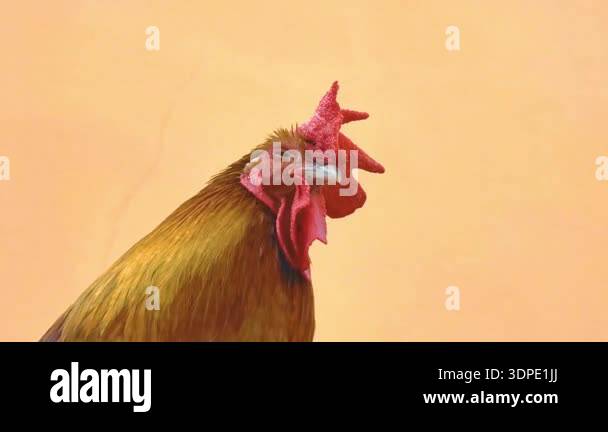 Chicken rooster animal bird looking looks funny fun crazy strange into ...