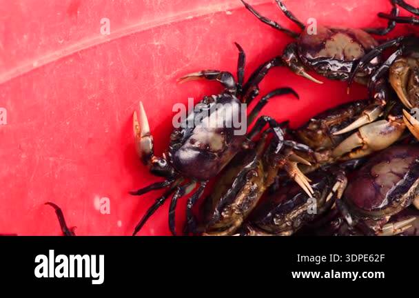 Thai crabs are kept in plastic containers for sale in rural markets ...