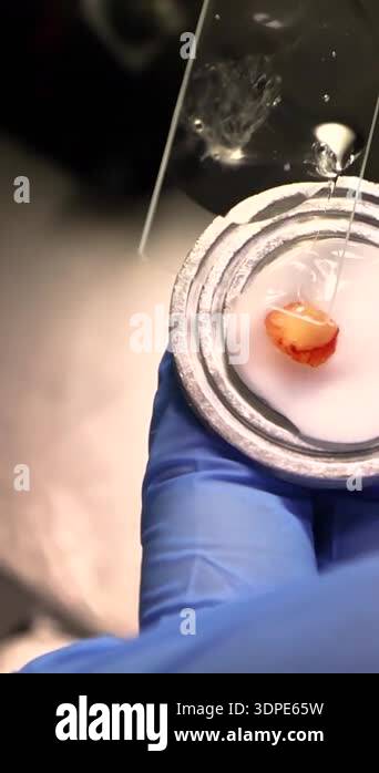 Doctor preparing tissue sample on glass slide for microscope analysis ...
