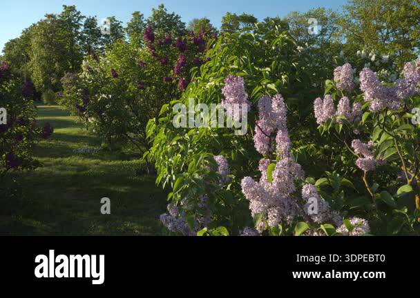 A bright spring scene featuring sunlit lilac bushes of multiple ...