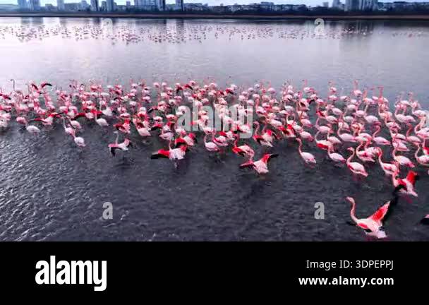 Large colony of pink flamingos wading in shallow water near city ...