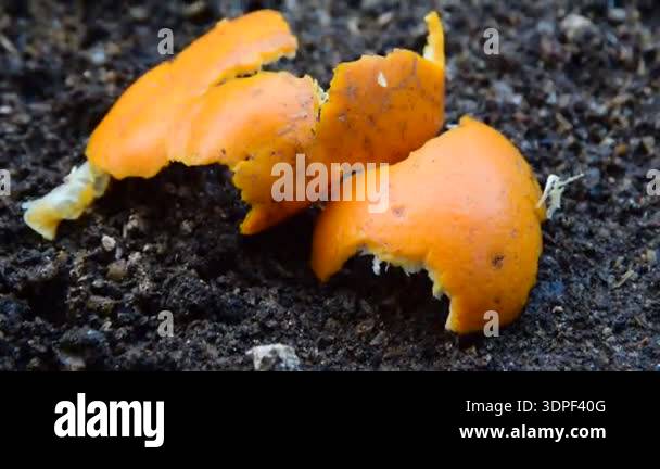 Close-up of bright orange fungus emerging from dark soil, showing ...