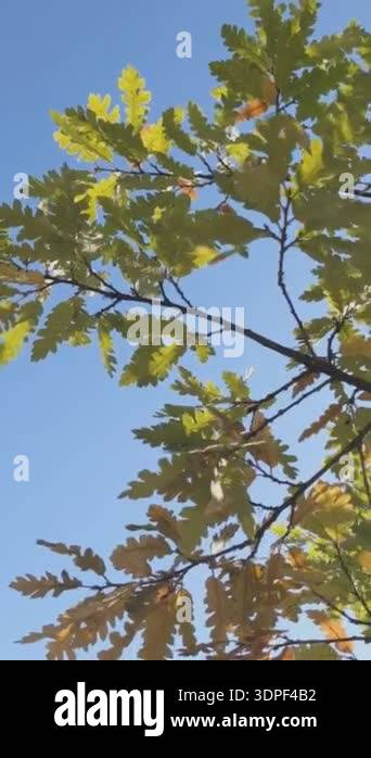 Green, yellow and orange leaves of young oak tree Quercus sway and ...