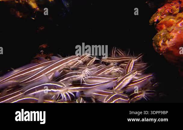 Tropical Underwater Red Sea Catfish. Underwater colourful sea fish ...
