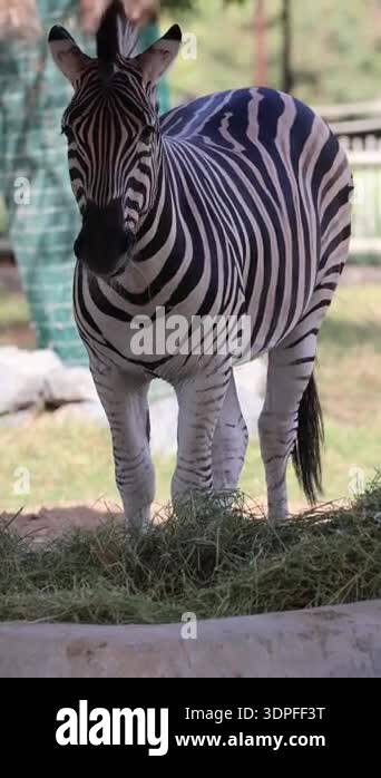 Zebra eating grass at the zoo. High quality 4k footage Stock Video ...