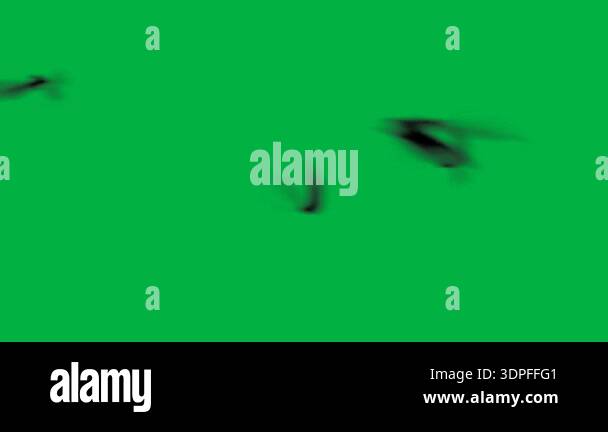 Flying Bats Swarm Silhouette Loop Spooky Night Stock Video Footage - Alamy