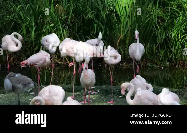 American Flamingo or Caribbean Flamingo, Phoenicopterus ruber ...