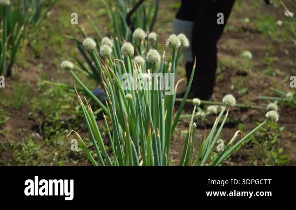 A man picking a leek head Stock Video Footage - Alamy
