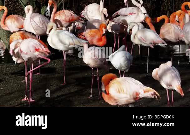 American Flamingo or Caribbean Flamingo, Phoenicopterus ruber ...