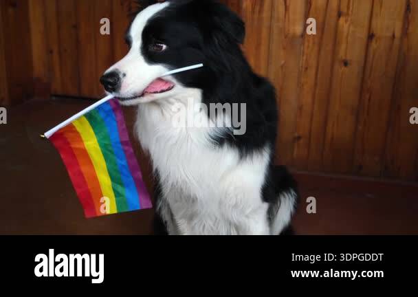 Funny cute puppy dog border collie holding LGBT rainbow flag in mouth ...