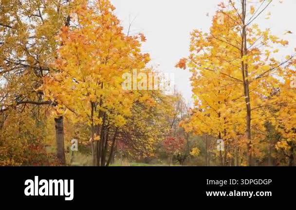 Natural autumn fall view of trees with yellow orange leaf in garden ...