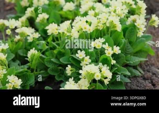 Easter concept. Primrose Primula with yellow flowers in flowerbed in ...