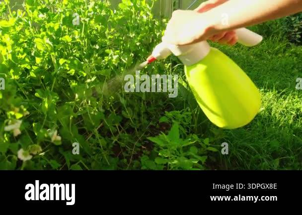 Gardening and agriculture. Woman hand holding spray bottle and watering ...