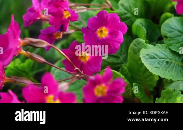 Easter concept. Primrose Primula with pink flowers in flowerbed in ...