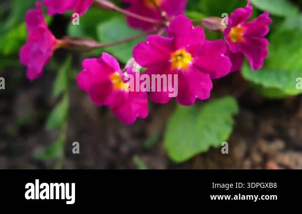 Easter concept. Primrose Primula with pink flowers in flowerbed in ...
