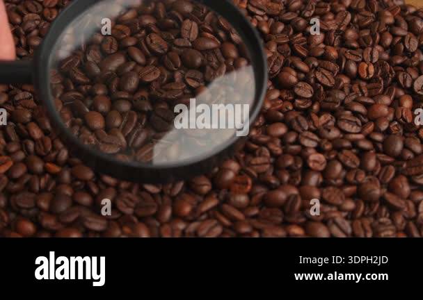 Closeup Caucasian Hand Using Magnifier To Inspect Roasted Coffee Beans ...