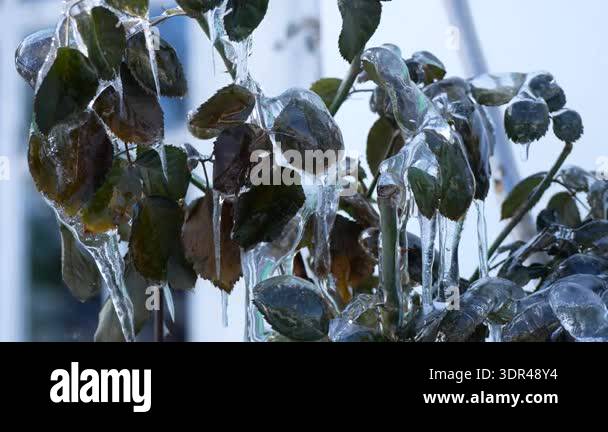 Rose bushes covered in ice. Green leaves of roses covered in ice. Frost ...