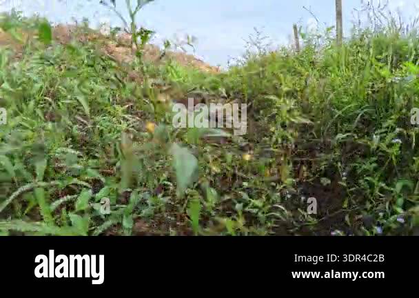 Landscape footage of the dry season ditch drainage system scene at the ...