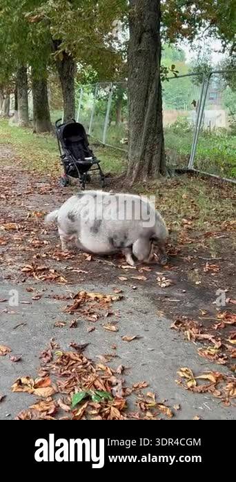 Vietnamese pot-bellied pig (Sus scrofa domesticus) is walking on a ...
