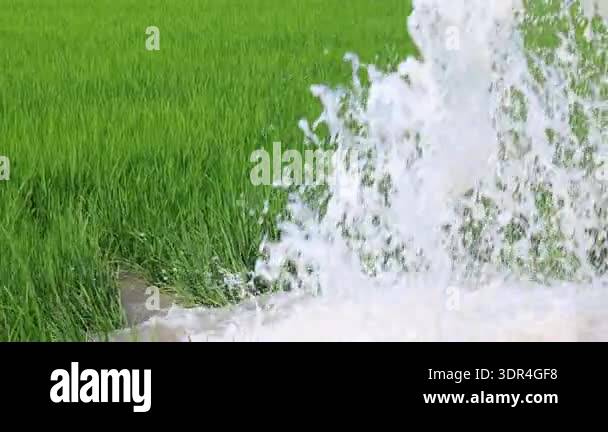 High pressure water pumping from irrigation pipe into green rice field ...