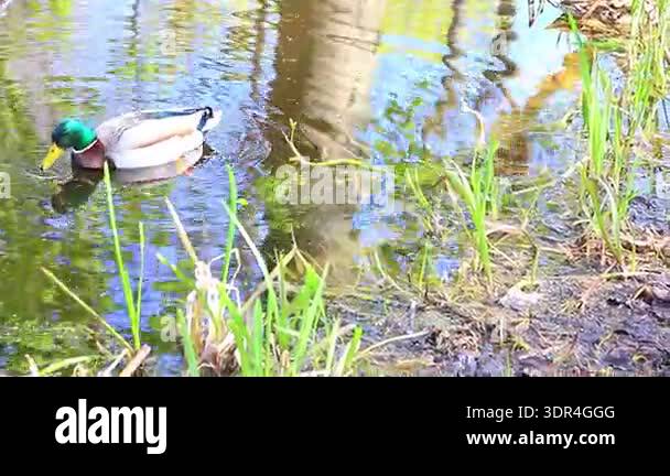 Close Up Male Mallard Duck Foraging on Spring Pond Stock Video Footage ...