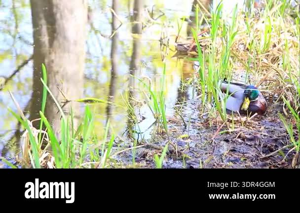 Close Up Male Mallard Duck Foraging on Spring Pond Stock Video Footage ...