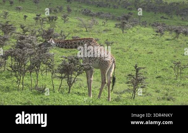 A giraffe stretches its long neck to eat leaves from the trees in the ...
