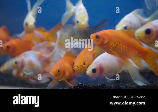 Many goldfish swim together in clear aquarium water. Fish move around ...