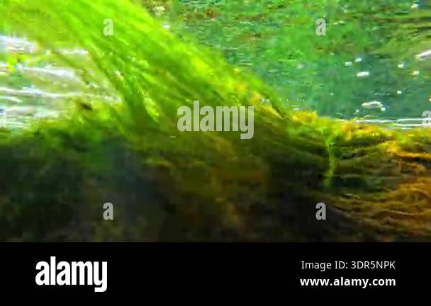 Macrophyte algal flora of the Black Sea, filamentous green algae on ...