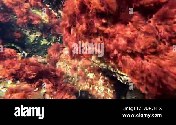 Black Sea, rocks overgrown with red algae Ceramium rubrum during calm ...