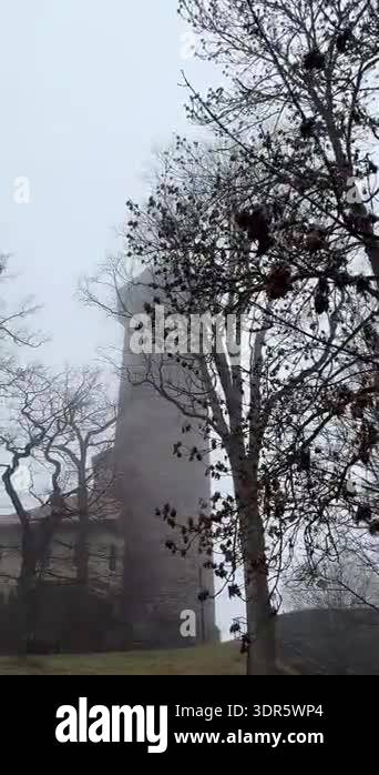 A vertical shot focusing on dark, textured tree branches with lingering ...